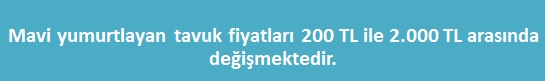 Mavi Yumurta Tavuğu ve Yumurtası 2024-2025: Fiyatları, Özellikleri ...